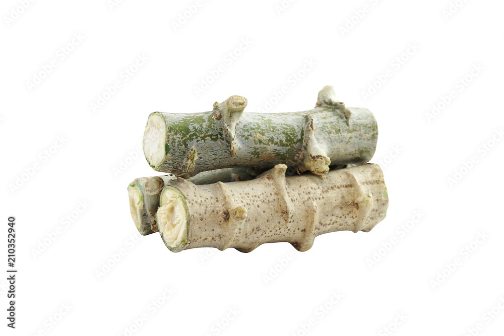 Cassava heap cut, Tapioca tree trunk piece cut, Cassava roots isolated ...
