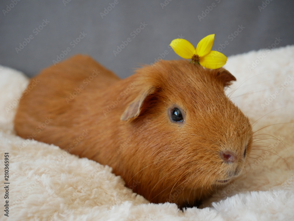 Cavia Stock Photo | Adobe Stock