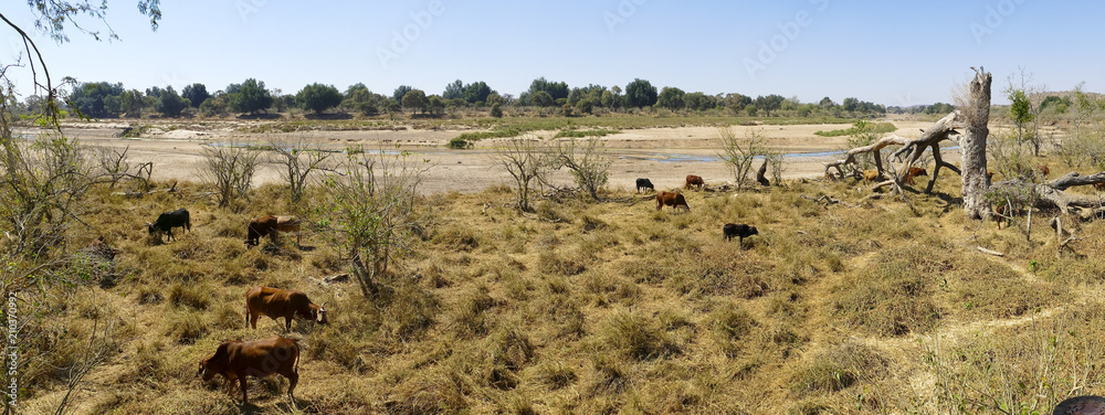 Limpopo river crossing the desert landscape of Mapungubwe National Park ...