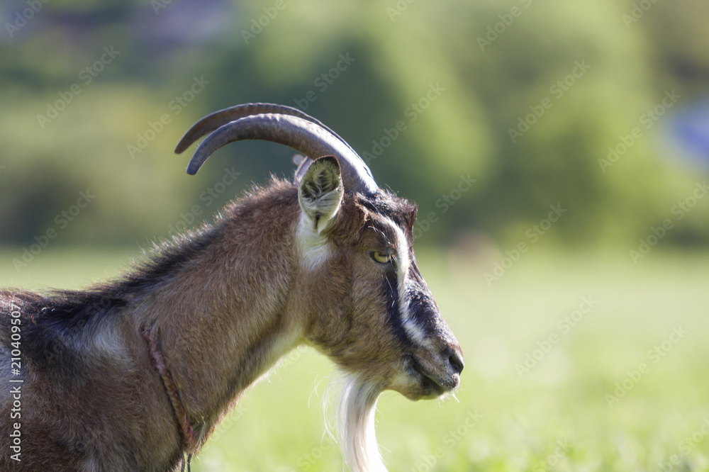 Close-up portrait of brown domestic shaggy grown-up goat with long ...