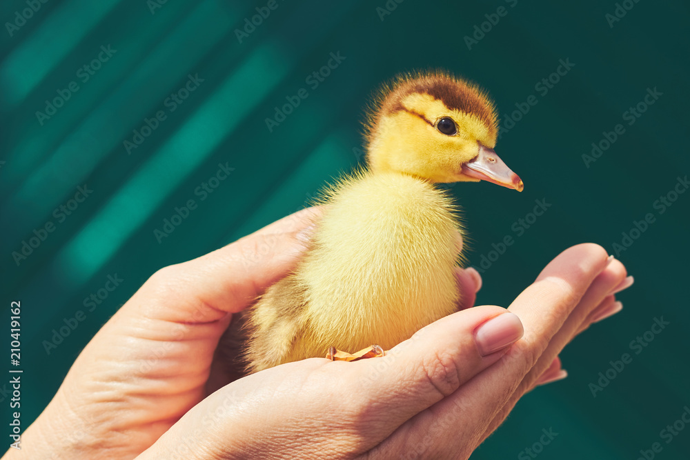 A woman is holding a yellow little duckling in the palm of a hand on a ...