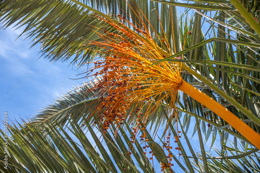 A tall palm tree under the bright sun. The braches waiving its colorful ...