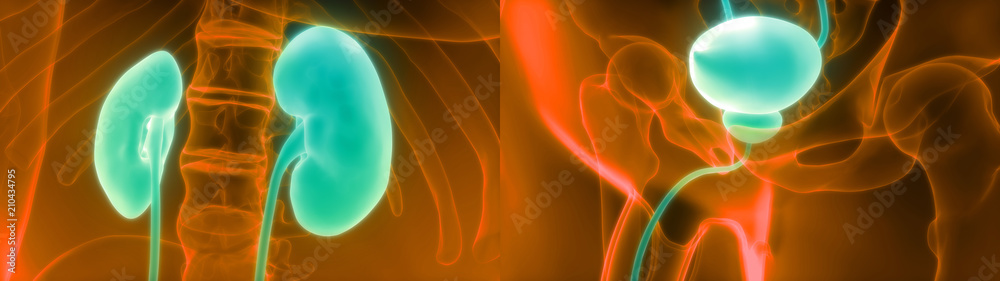 Human Urinary System Kidneys with Bladder Anatomy Stock Illustration ...