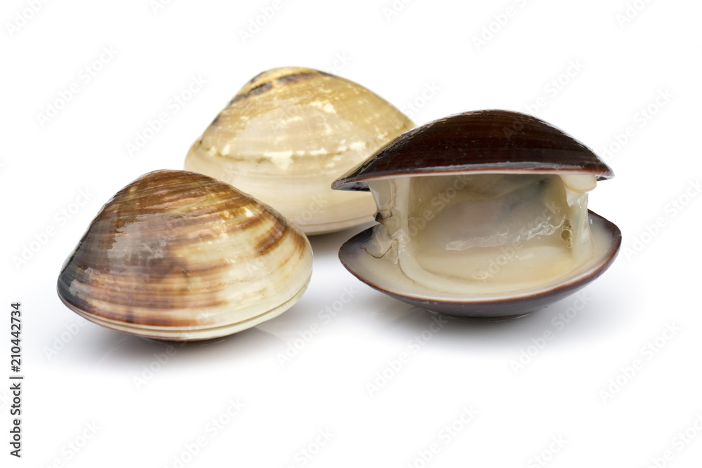 Image of Fresh enamel venus shell (Meretrix lyrata) isolated on white ...