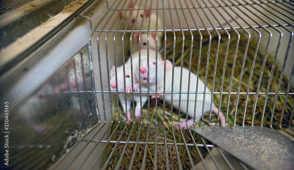 White laboratory mice animals with red eyes in cell Stock Photo | Adobe ...