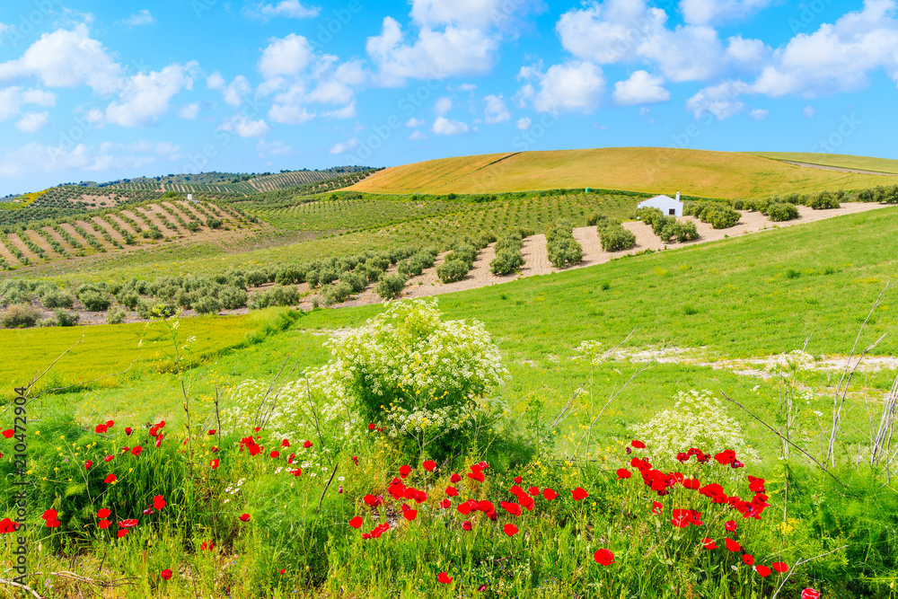 Red poppy flowers in Andalusia countryside landscape, olive groves with ...