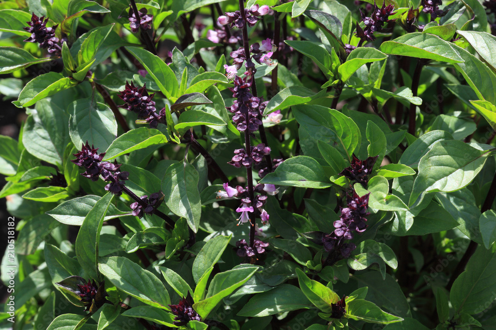 Thaibasilikum, Thai-Basilikum oder thailändisches Basilikum, Ocimum ...