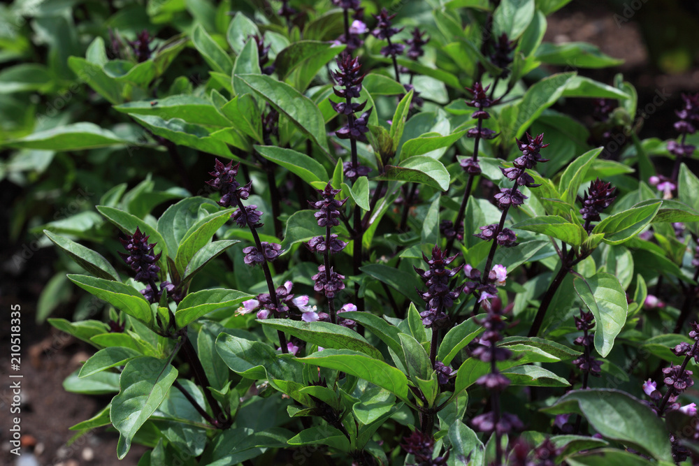 Thaibasilikum, Thai-Basilikum oder thailändisches Basilikum, Ocimum ...