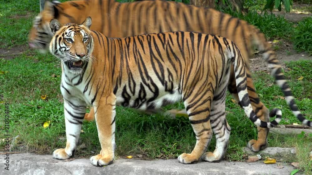 4K Movie of The Bengal tiger, also called the royal Bengal tiger ...