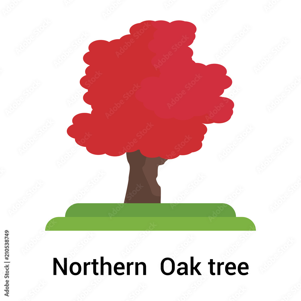 Northern Red Oak Tree Wallpaper