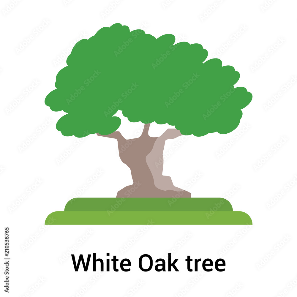 White Oak Tree Icon Vector Sign And Symbol Isolated On White Background