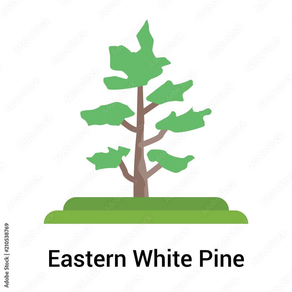 White Pine Tree Vector