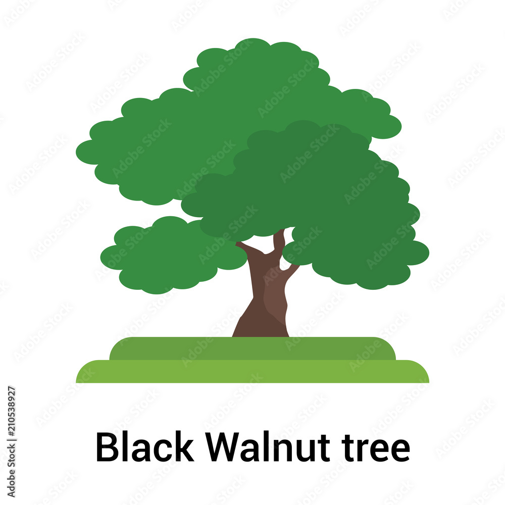 Black Walnut Tree Clip Art