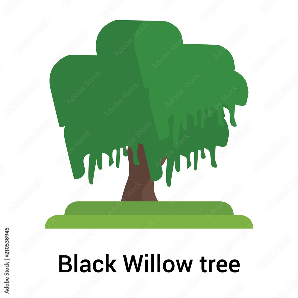 Black Willow tree icon vector sign and symbol isolated on white ...