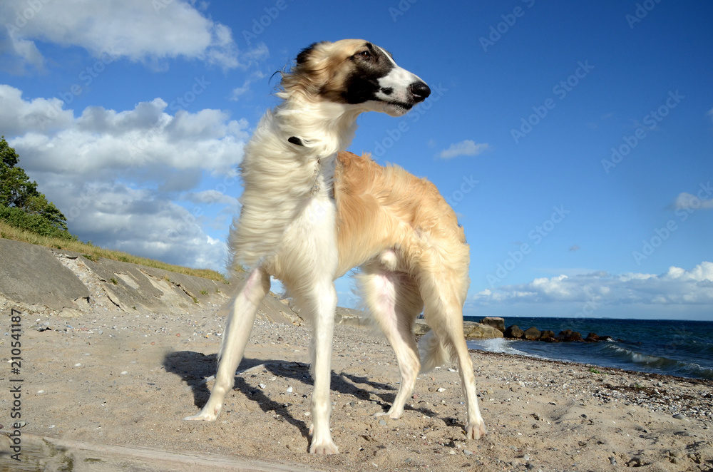 Young male borzoi stands at a beach, seen from a rather low angle ...