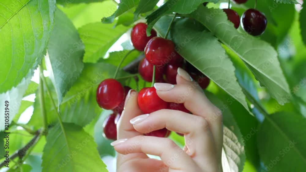 Female hand pulls a ripe red cherry from tree in the garden. Eat fruits ...