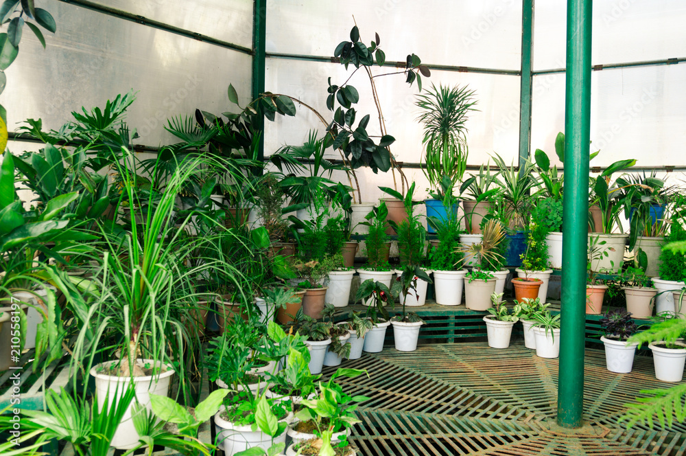 Small rural hot house or green house growing flowers and small house ...