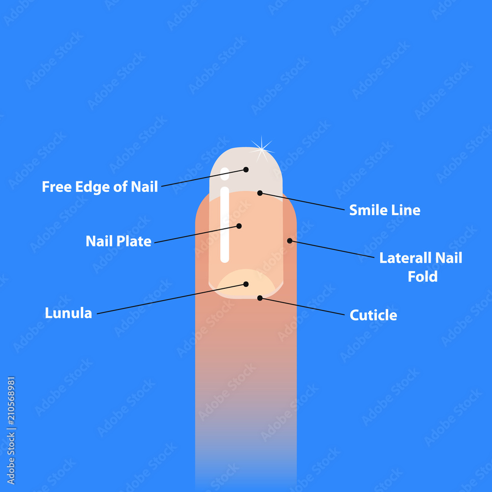 Structure and anatomy of human nail. Vector illustration. Stock Vector ...