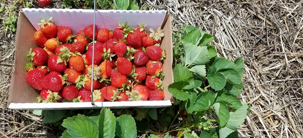 Basket of Freshly Picked Strawberries, Top View in a Straw-Filled ...
