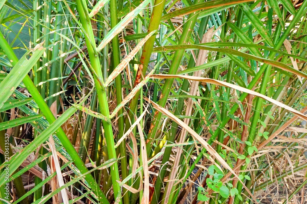 Palm leaves as a background. nature wallpaper concept.(Nypa,Atap palm ...