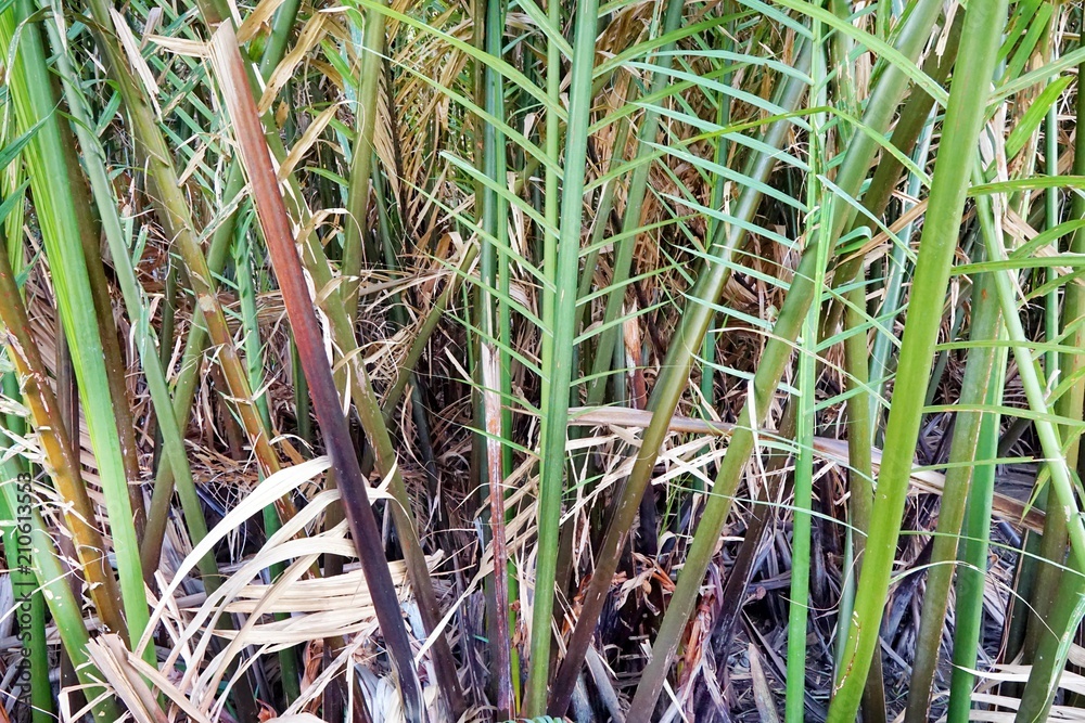 Palm leaves as a background. nature wallpaper concept.(Nypa,Atap palm ...