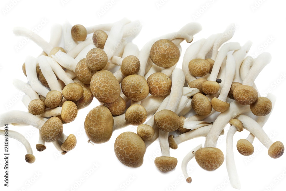 Top View Of Fresh Beech Mushroom Or Buna Shimeji Isolated On White
