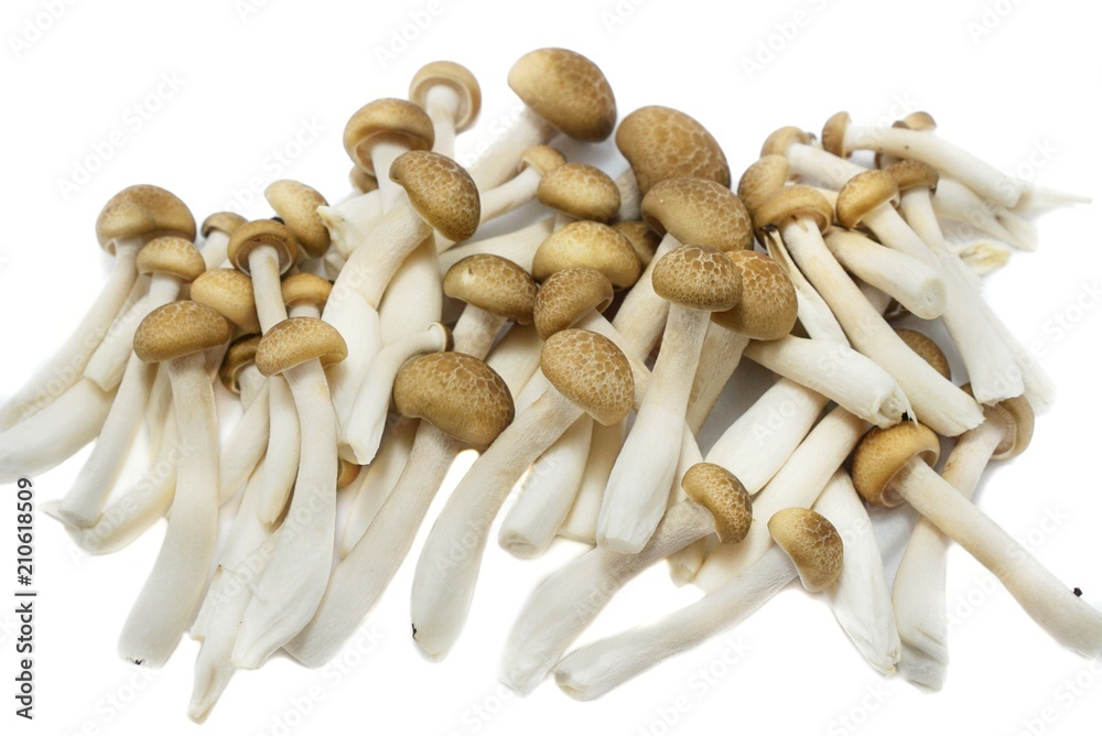 Top View Of Fresh Beech Mushroom Or Buna Shimeji Isolated On White