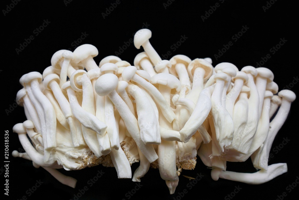 Top View Of Fresh Beech Mushroom Or Buna Shimeji Isolated On Black