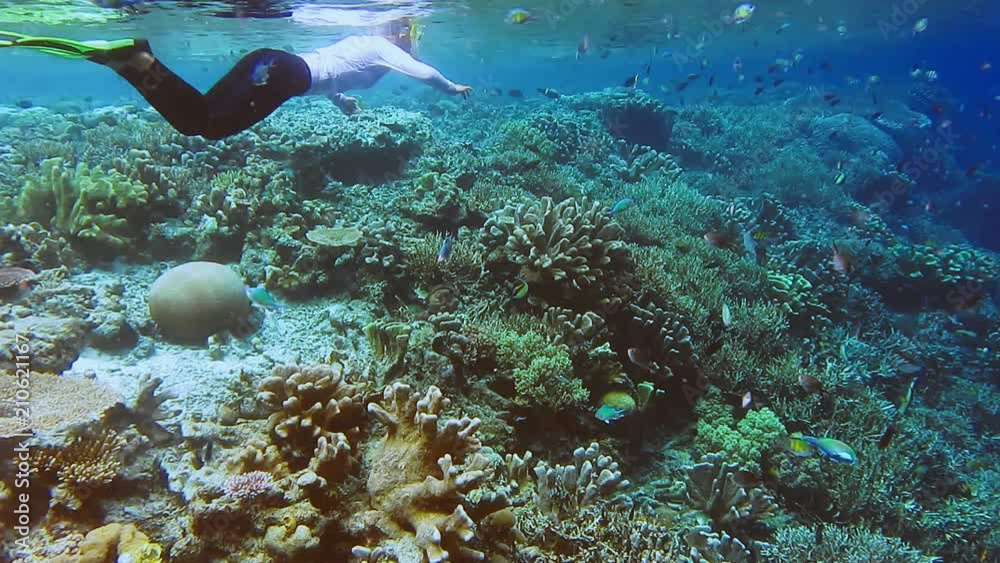 Female snorkeler in swimwear snorkeling along the coral reef with many ...