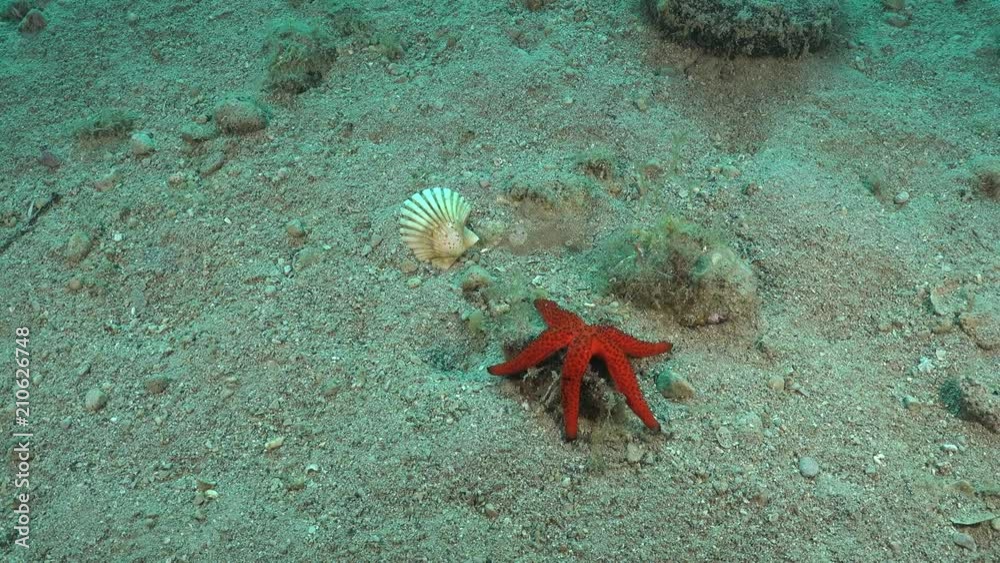 Red starfish and shell house - Adriatic sea, slider shot Stock Video ...