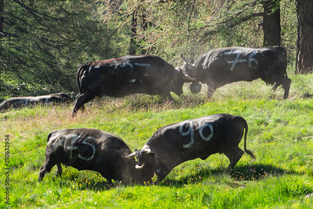 Eringer Kampfkühe im Süder der Schweiz im Wallis Stock Photo | Adobe Stock