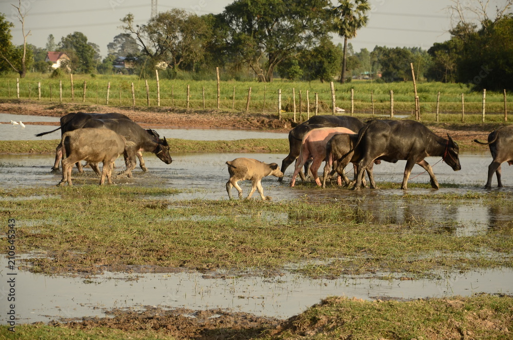 Buffalo in thailand,Life' Machine of Farmer. Original agriculture use ...