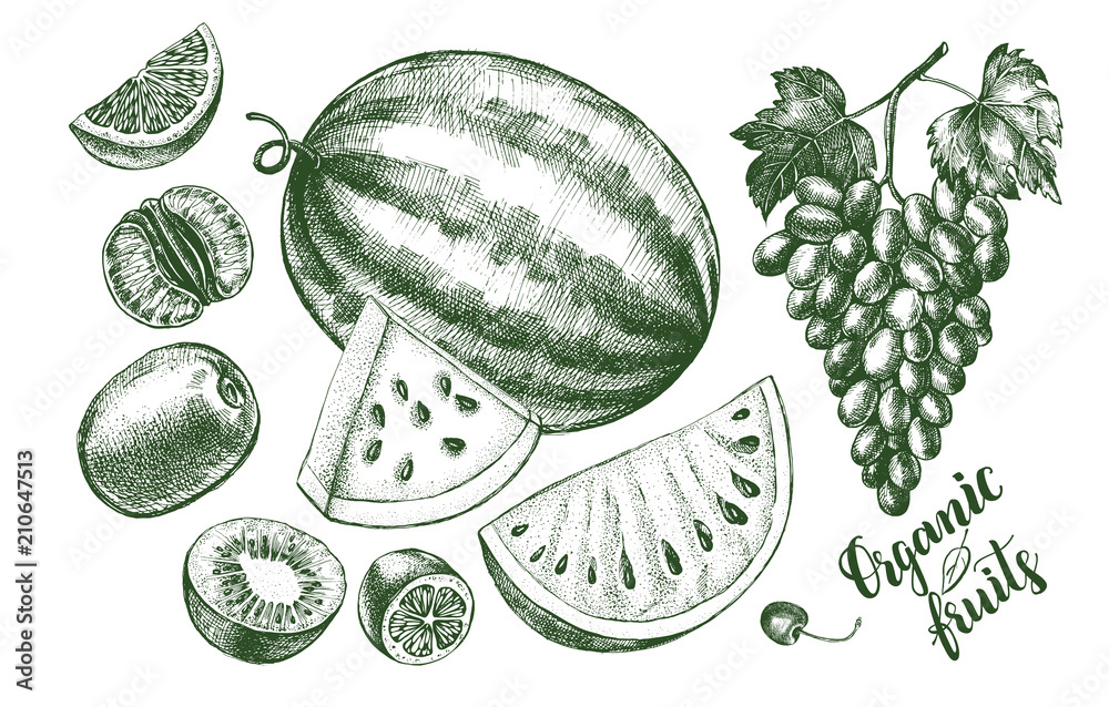 Ink hand drawn set of fruits - watermelon, grapes, kiwi fruit ...