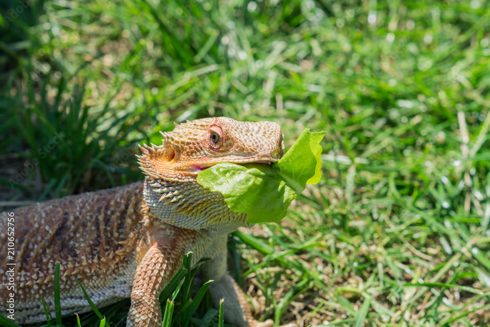 Green Bearded Dragon
