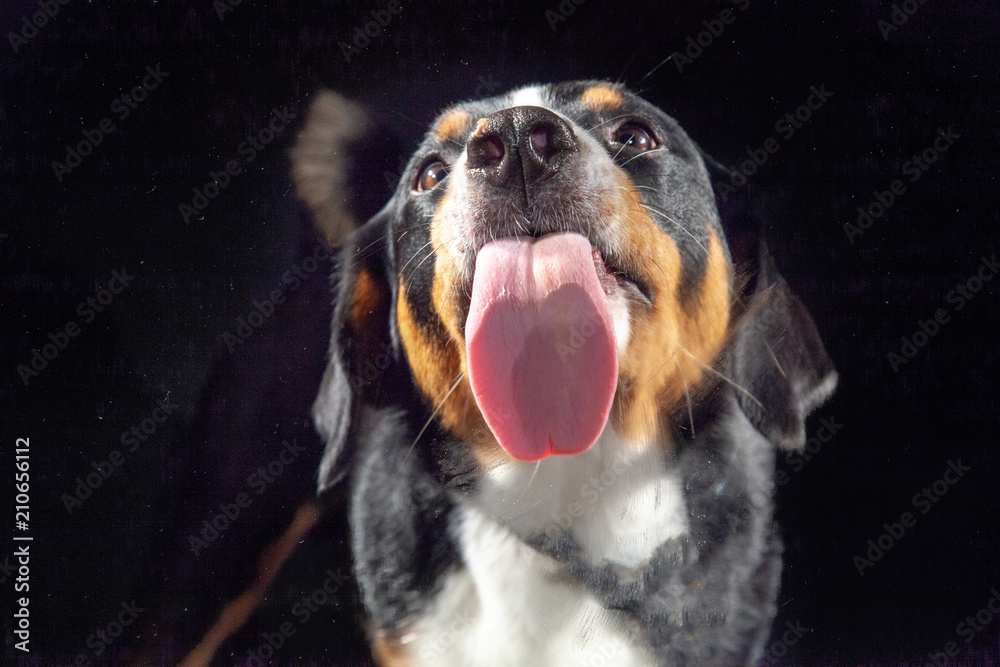 Hund streckt die Zunge raus Stock Photo | Adobe Stock