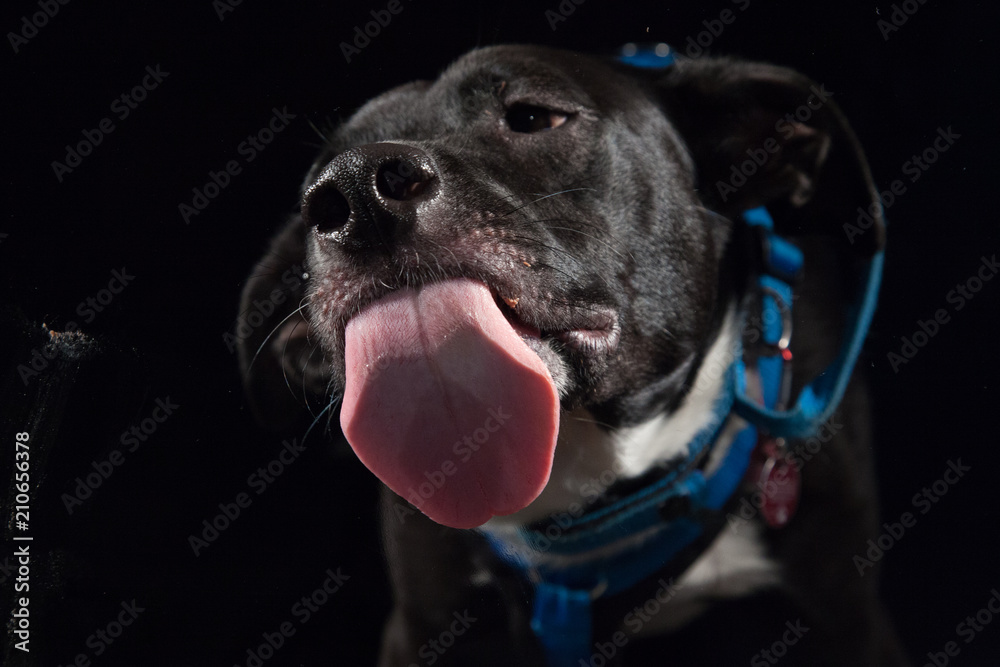 Hund streckt die Zunge raus foto de Stock | Adobe Stock