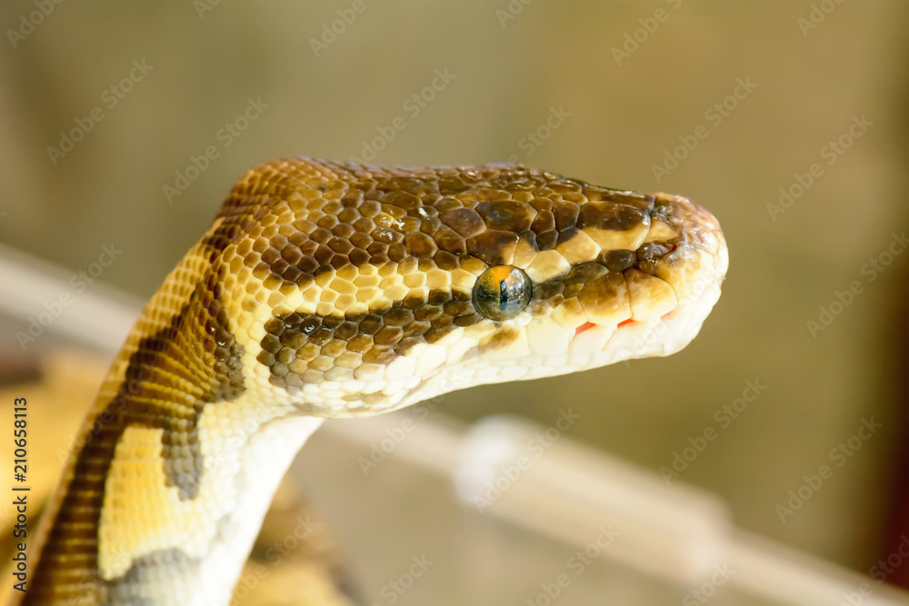Albino burmese python is curled up. Its pet tame. Stock Photo | Adobe Stock