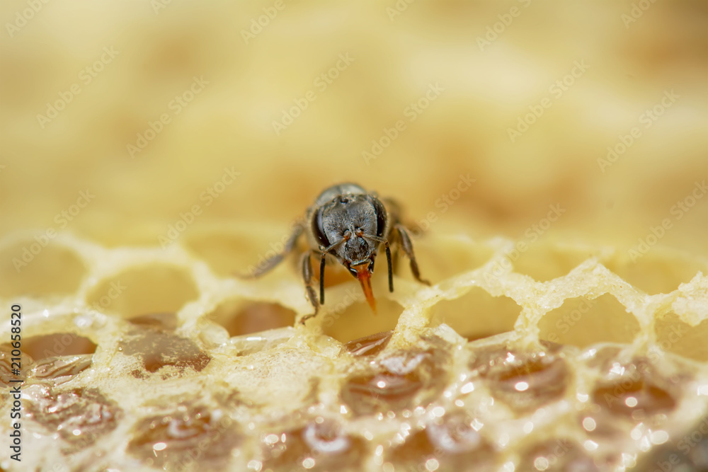 Nest of apis florea consists an embryo, adult and sweet water. Apis ...