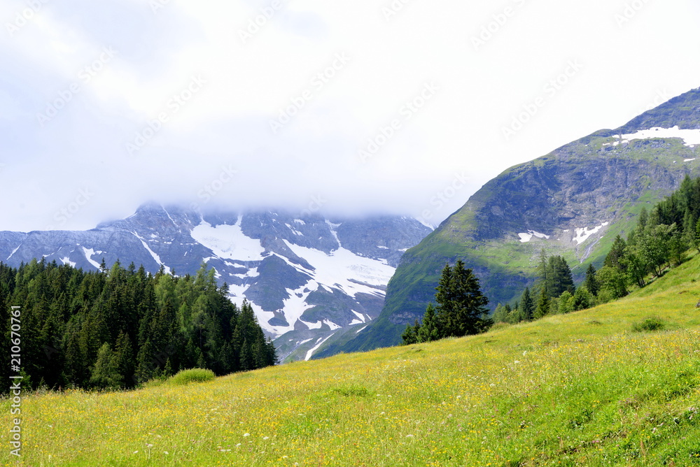 Sommeranfang in den Alpen, blühende Almwiese, Wald und Berge mit Schnee ...
