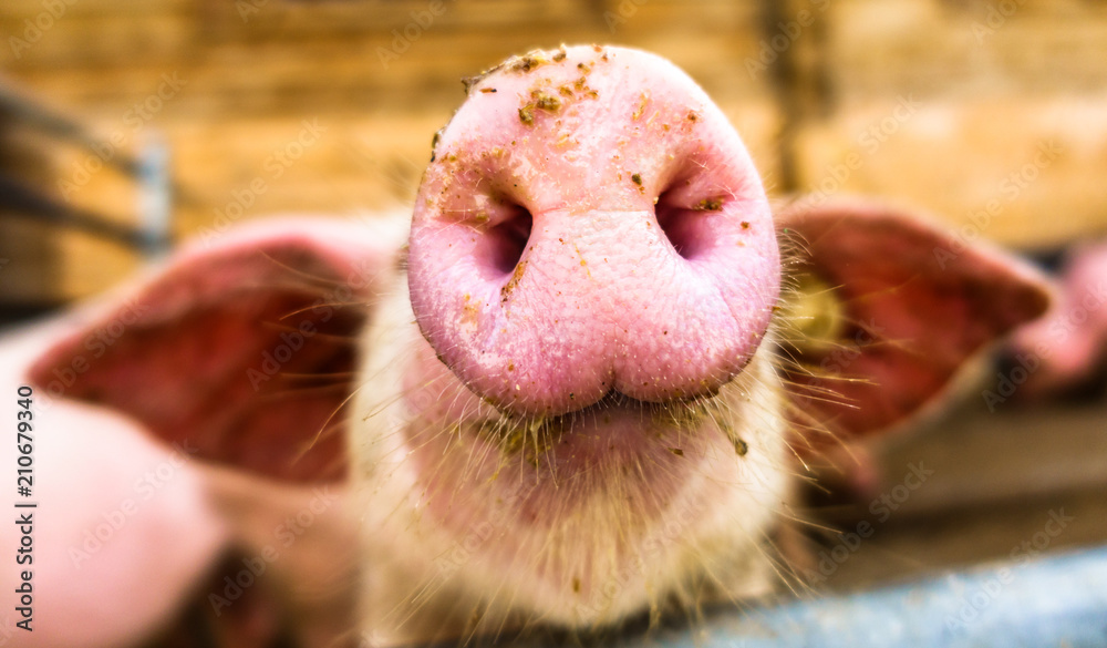 piglets Stock Photo | Adobe Stock