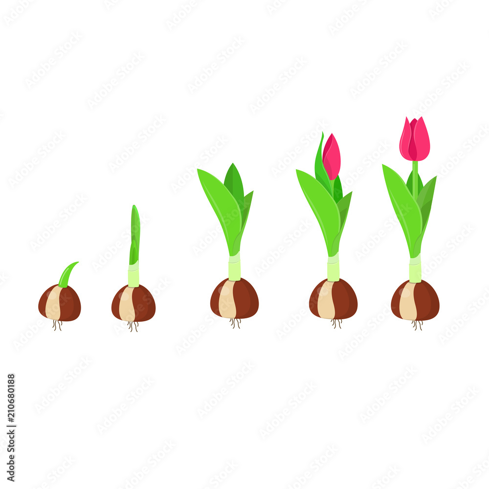 Tulip growth stage. Plant growth and development Stock Vector | Adobe Stock