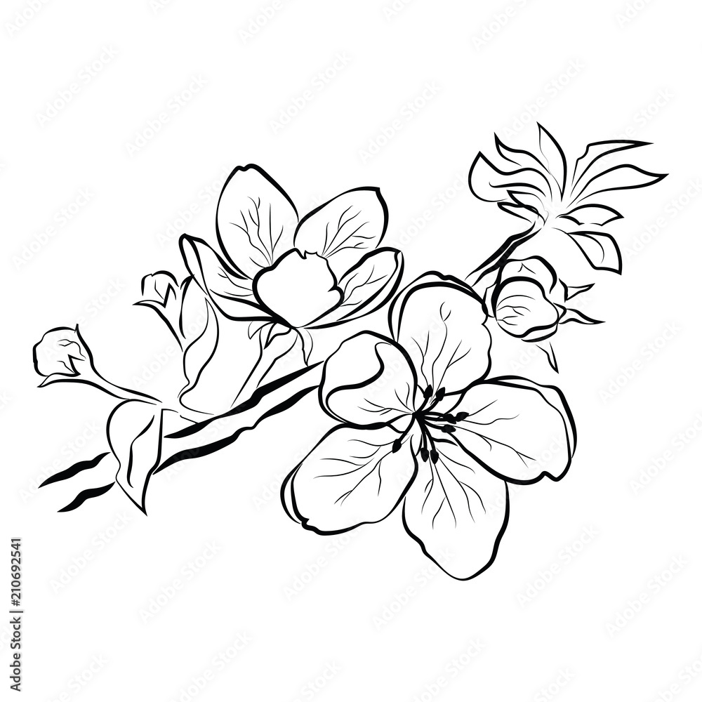 Drawings Of Japanese Cherry Blossoms