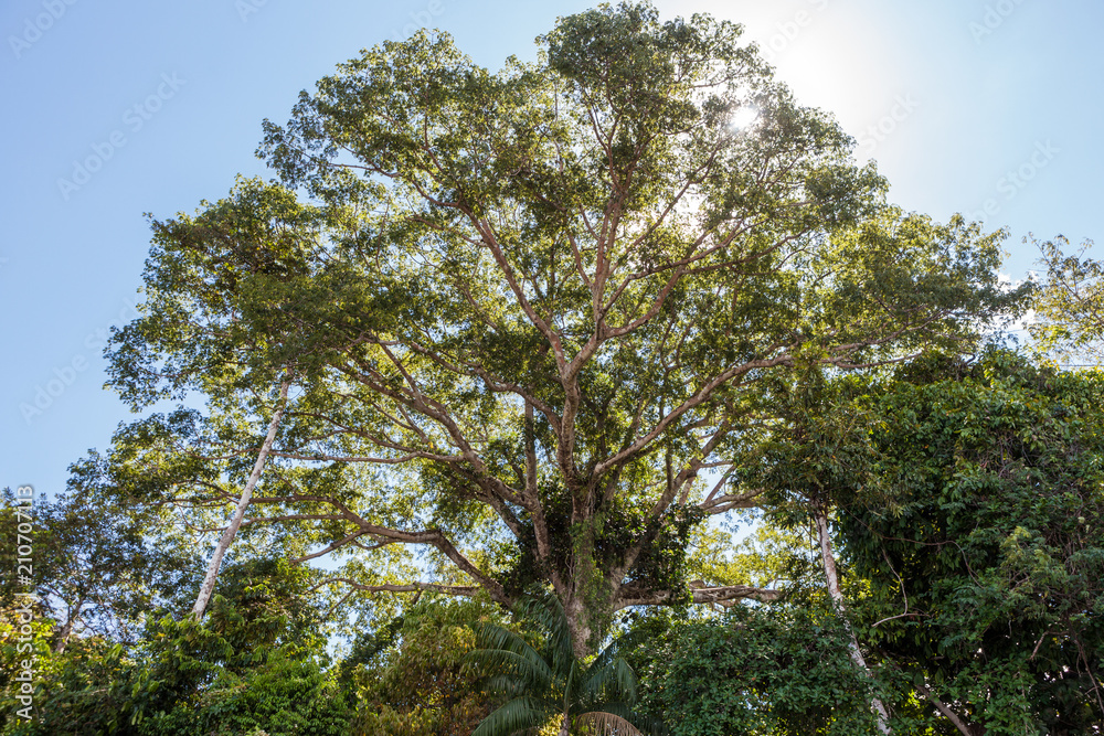 The treetop of a Sumauma tree (Ceiba pentandra) with over 40 meters ...