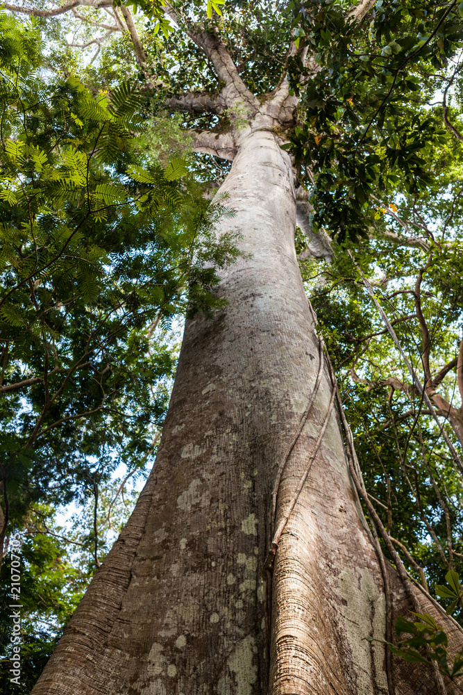 A Sumauma tree (Ceiba pentandra) with more than 40 meters of height ...