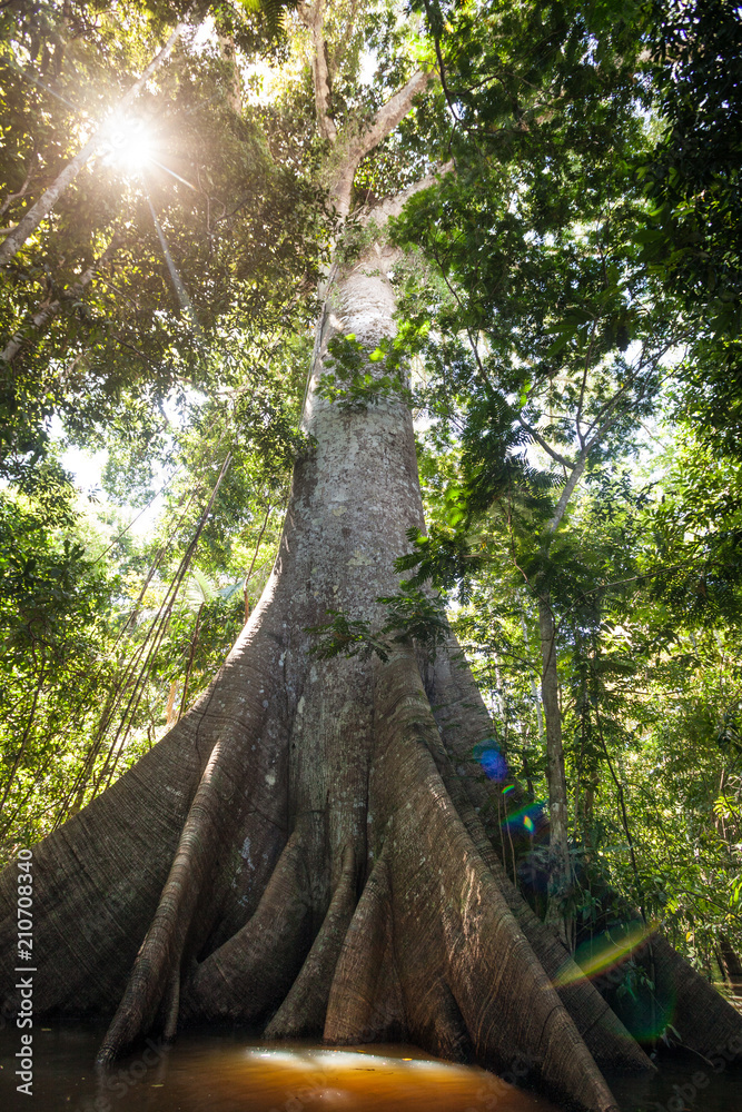 A Sumauma tree (Ceiba pentandra) with more than 40 meters of height ...