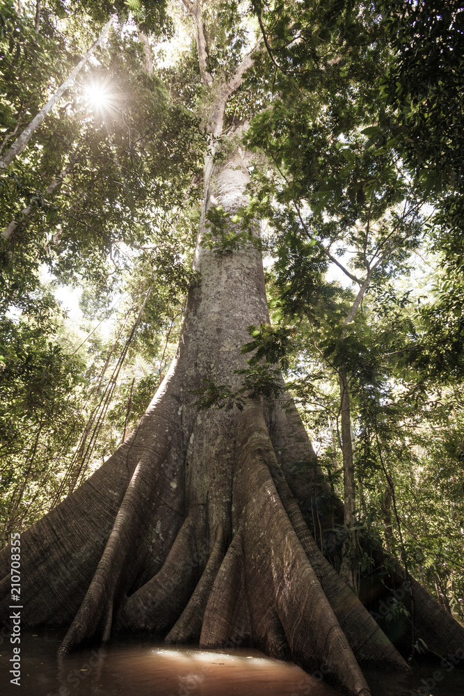 A Sumauma tree (Ceiba pentandra) with more than 40 meters of height ...