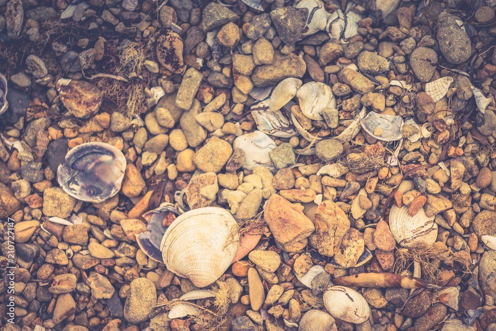 Background image of seashells and pebbles on a stony beach in New ...