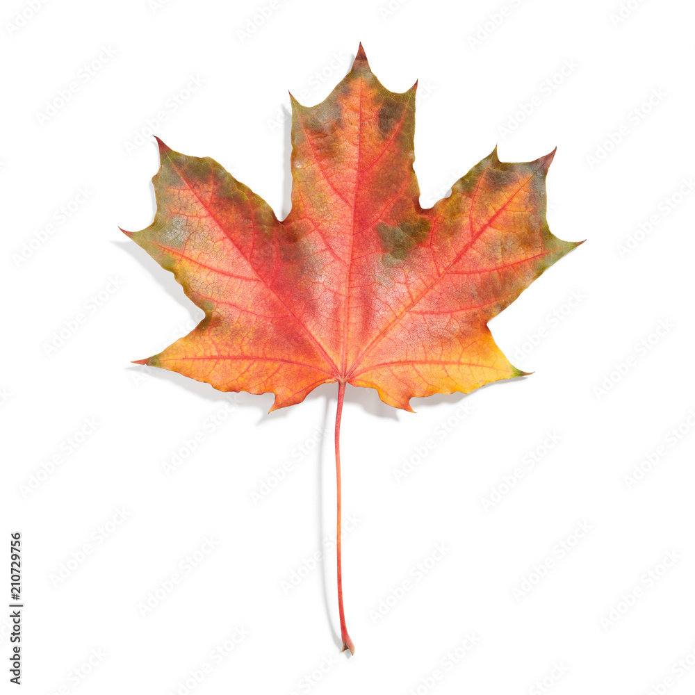 Maple leaf isolated on white background Stock Photo | Adobe Stock