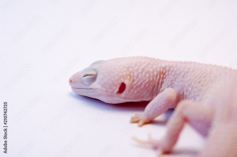 Macro lens shallow depth of field studio shot of Rainwater albino gecko ...