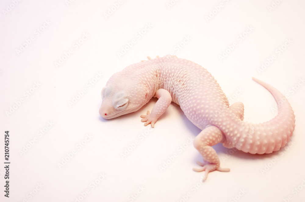 Full body of Rainwater albino gecko (Eublepharis macularius) shot from ...